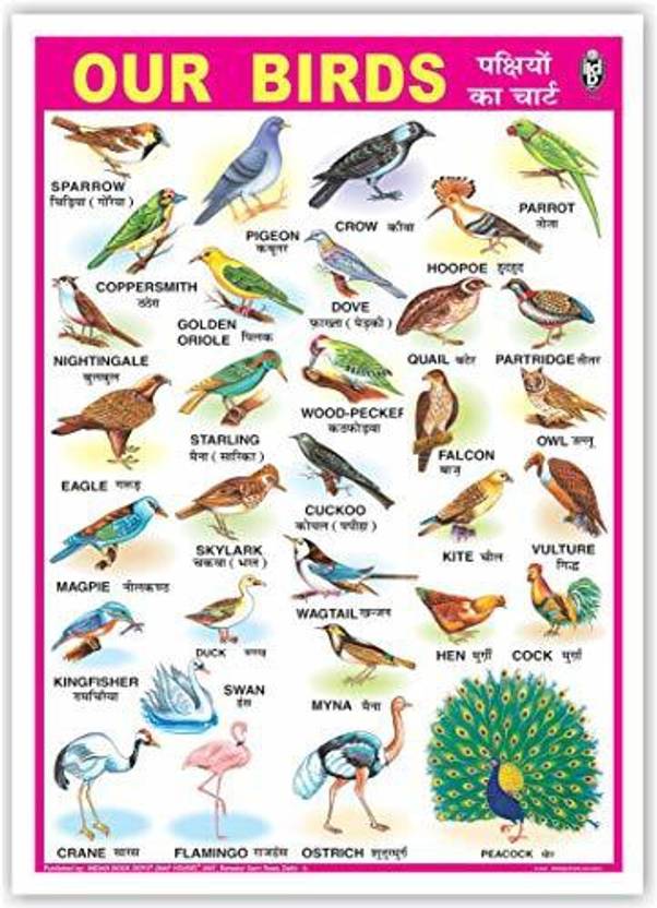 Our Birds Chart (Size 70 X 100 Cms) Without Pvc Rollers Educational ...
