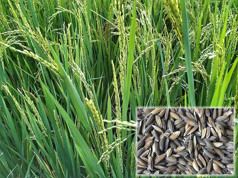 SUPERCART 5KG Navara Paddy Seeds For Sowing Seed Price in India - Buy ...