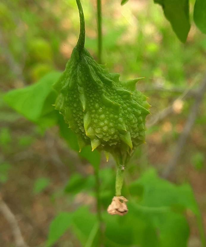 Qualtivate ® BITTER GOURD, MITHI PAVAKAI, CHINNA PAVAKAI SEEDS Seed ...
