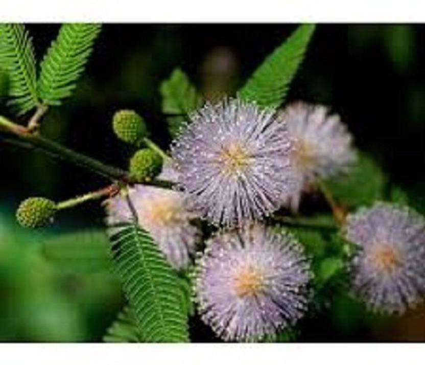 WILLVINE ™Chui MUI, Touch Me Not Lajwanti and Sensitive Plant Seeds ...