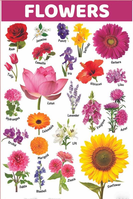 Sticker Poster|Educational Poster for Kids|Flowers Name Poster|Poster ...