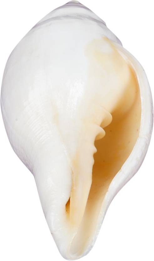 Adhi Siddhar Rudraksha Center Rameshwaram Edampuri Sangu ( Left Hand ...