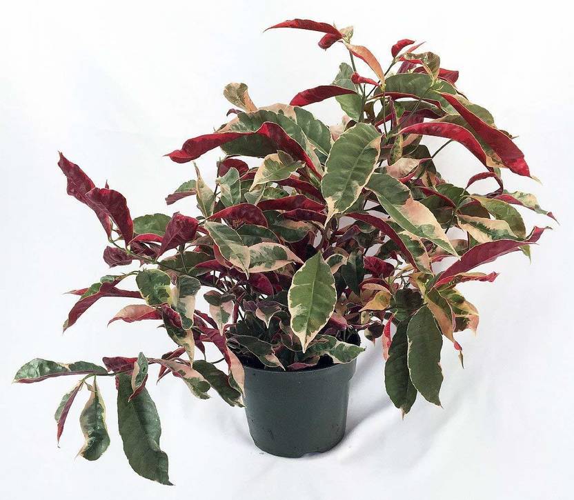 NurseryNature Excoecaria/Laila Majnu Plant Price in India - Buy ...