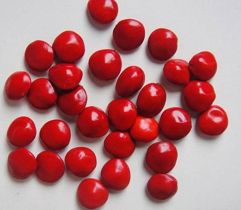 plantsworld Red Lucky Seed, Adenanthera pavonina, Rakt Chandan, Red ...