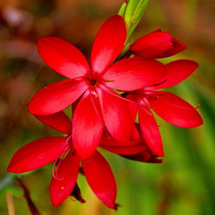 Navya germination Ixia Red Emperor Flower Bulbs - Pack of 40 Robust ...