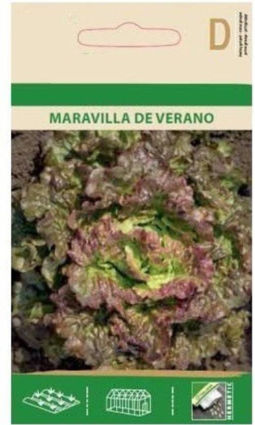 Qualtivate ® Lettuce Maravilla de Verano, Batavia Type, Red/Green Seeds ...
