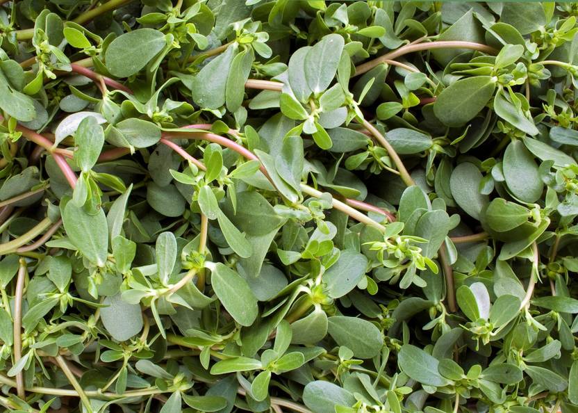 Paudha Kulfa/Purslane Seed Price in India - Buy Paudha Kulfa/Purslane ...
