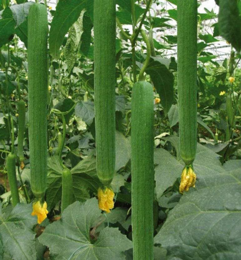 GROUNDOXY BEST QUALITY HYBRID SPONGE GOURD(TORI) VEGETABLE SEEDS FOR ...