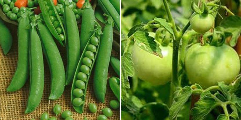 xcentax Chappan kadu, PEAS (MATAR) Seed Price in India - Buy xcentax ...