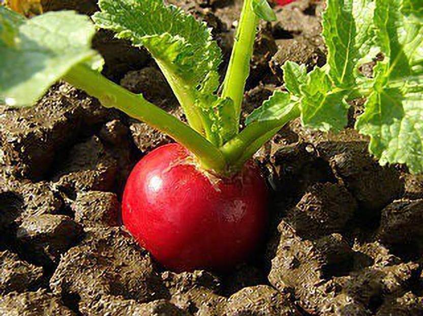Green World RADISH IMPORTED SCARLET RED GLOBE, LAAL MULI SEEDS FOR ...
