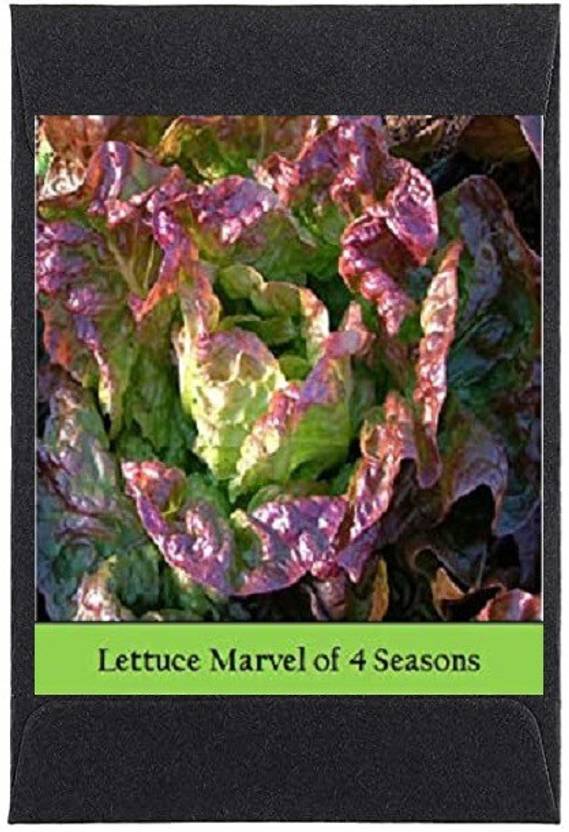 Qualtivate Lettuce Marvel Of 4 Seasons Seeds Seed Price in India - Buy ...