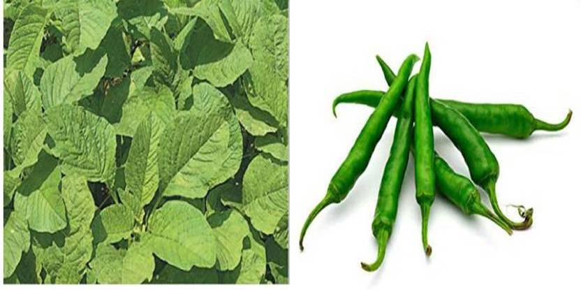 xcentax CHILLI JWALA PARIKSHA, GREEN CHOLAI Seed Price in India - Buy ...
