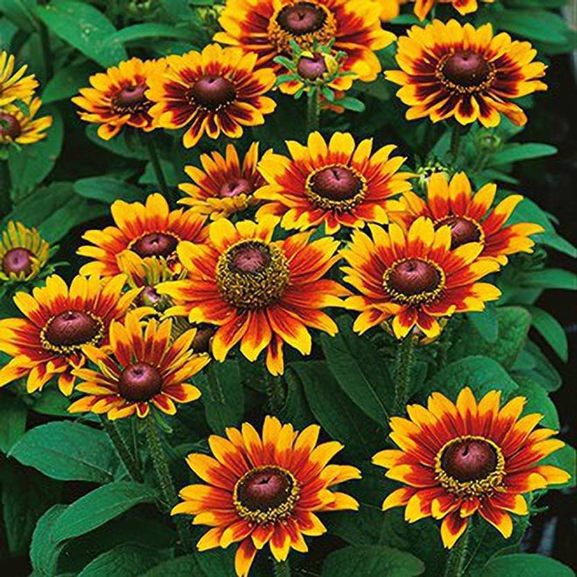 Green World RUDBECKIA RUSTIC DWARF MIXED FLOWER SEEDS FOR KITCHEN ...