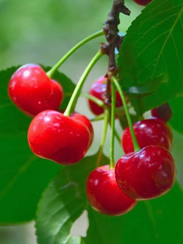Earth Angels Cherry Fruit Plant Price in India - Buy Earth Angels ...