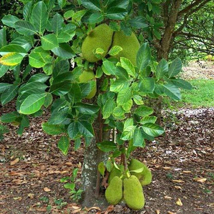 PALAK Jack Fruit Plant Price in India - Buy PALAK Jack Fruit Plant ...