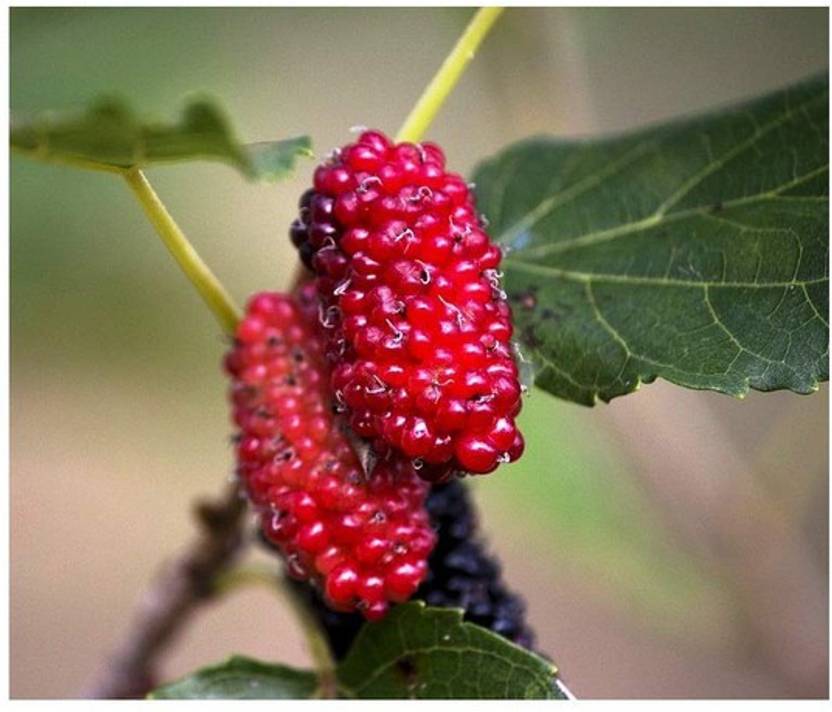 EVY Shahtoot/Mulberry Plant Price in India - Buy EVY Shahtoot/Mulberry ...