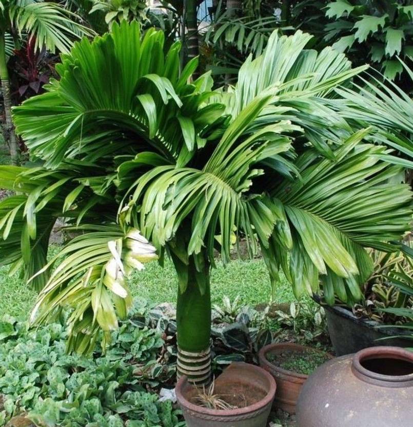 GreenyOn Betel Nut/Supari Plant Price in India - Buy GreenyOn Betel Nut ...