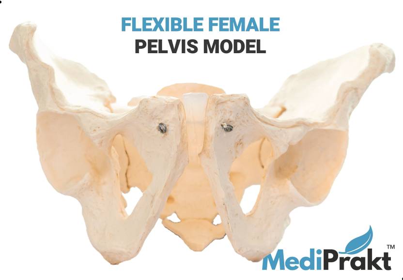 MediPrakt | FLEXIBLE FEMALE PELVIS MODEL | LIFE SIZE | HUMAN PELVIS ...
