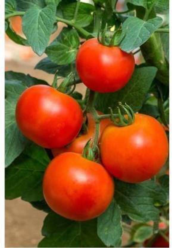 THAMMAR First Triple Disease Resistant Tomato F1 Hybrid Arka Rakshak ...