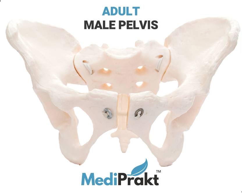 MediPrakt | MALE PELVIS MODEL | LIFE SIZE | HUMAN PELVIS MODEL ...