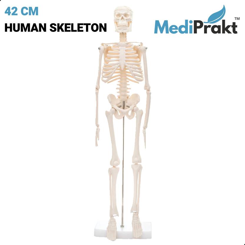 MediPrakt | 42 CM HUMAN SKELETON MODEL | ANATOMICALLY ACCURATE ...