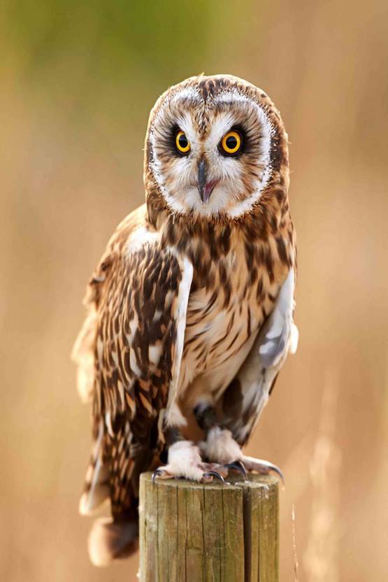 Vastu Owl Poster|Lucky Poster for Growth, Success|Poster For Living ...