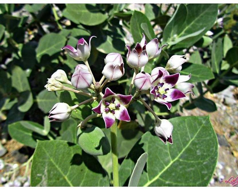 Bee Green Safed Aak Plant Price in India - Buy Bee Green Safed Aak ...