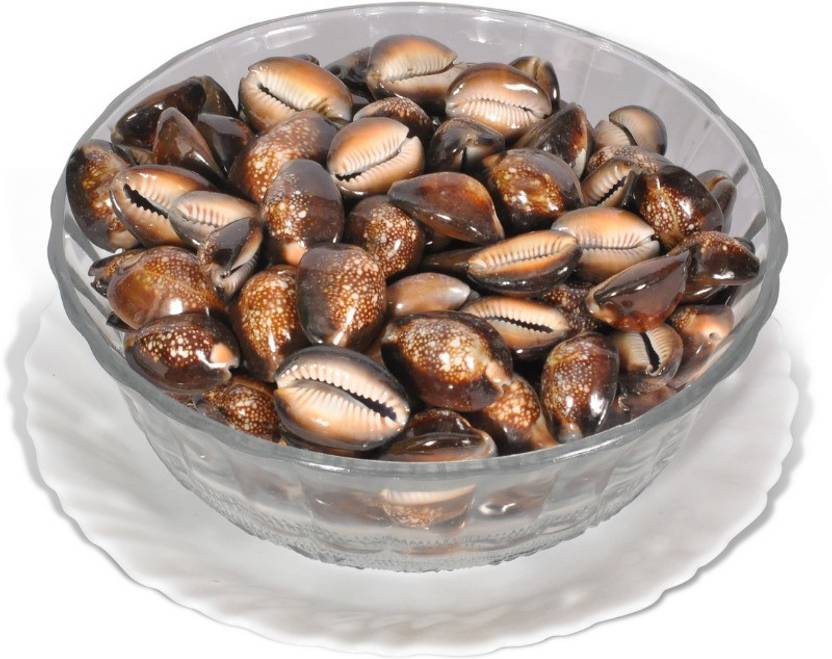 DigiRake Kauri - Kowri - Cowry - Kaudi - Cowrie - Gavvalu- 21 Pcs (21 ...