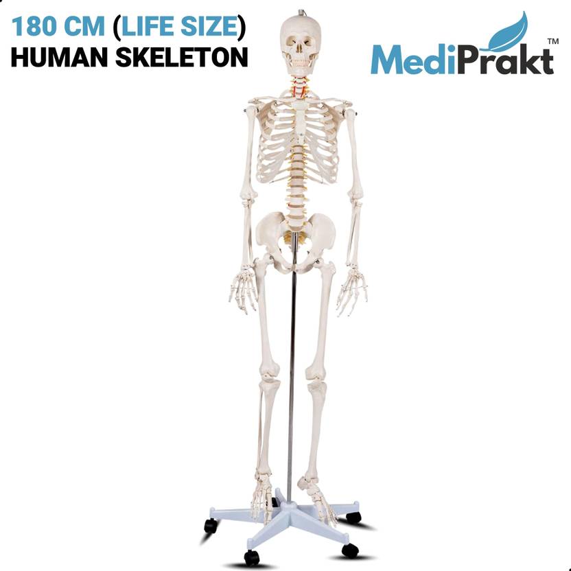 MediPrakt | 180 CM HUMAN SKELETON MODEL | Life Size | Unbreakable PVC ...