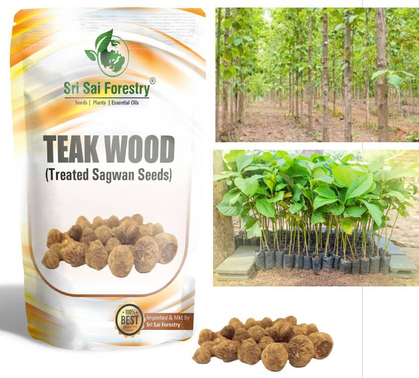 SRI SAI FORESTRY Teak Wood Tree Seeds, Sagwan,Sagvani,Thega Tree Seed ...