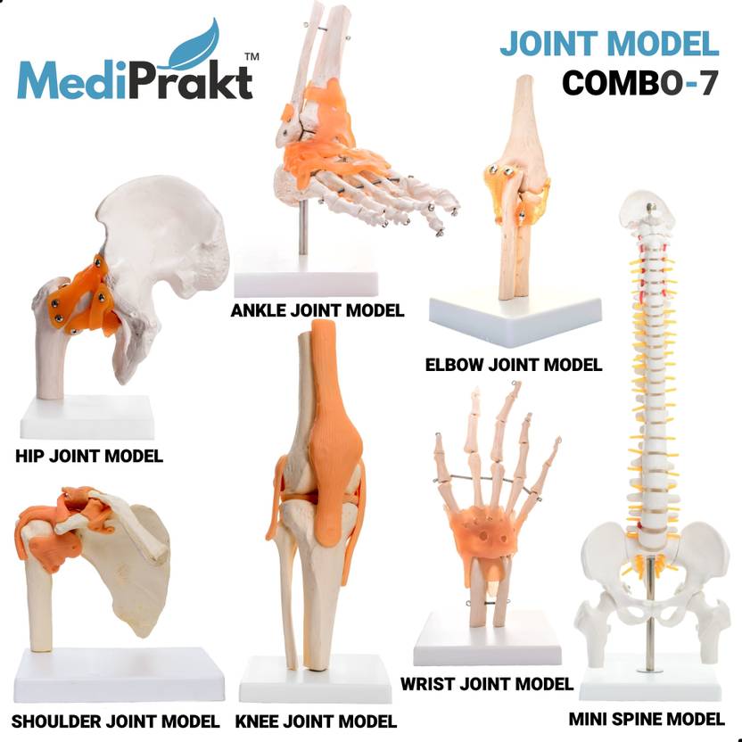MediPrakt | JOINT MODEL COMBO - 7 | ANKLE, ELBOW, WRIST, HIP, SHOULDER ...