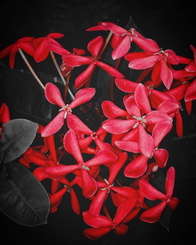 Dishani Trothic Ixora/Chethi Plant Price in India - Buy Dishani Trothic ...