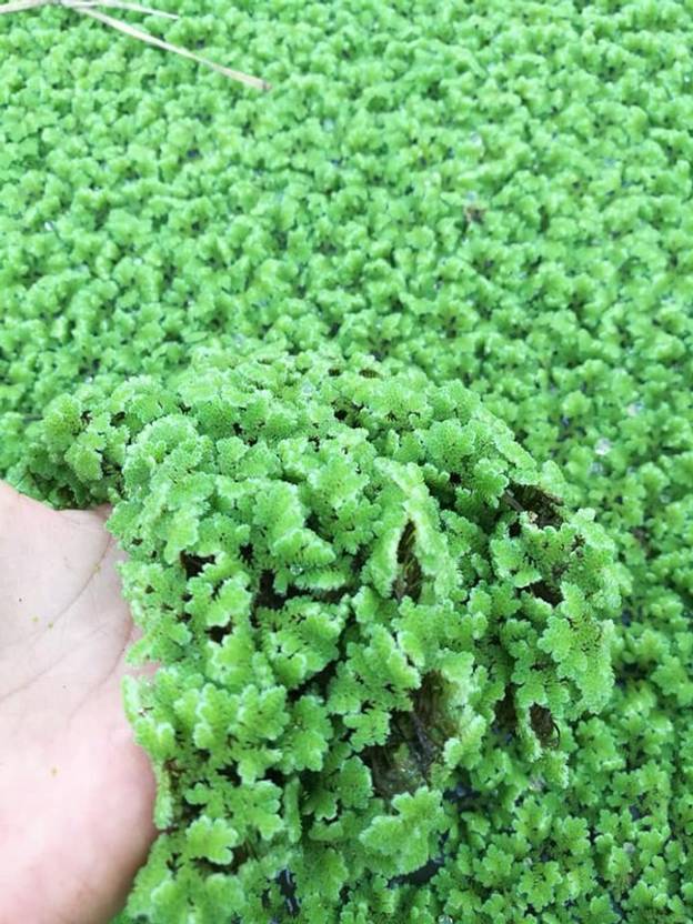 Treepoint Azolla Seed Price in India - Buy Treepoint Azolla Seed online ...