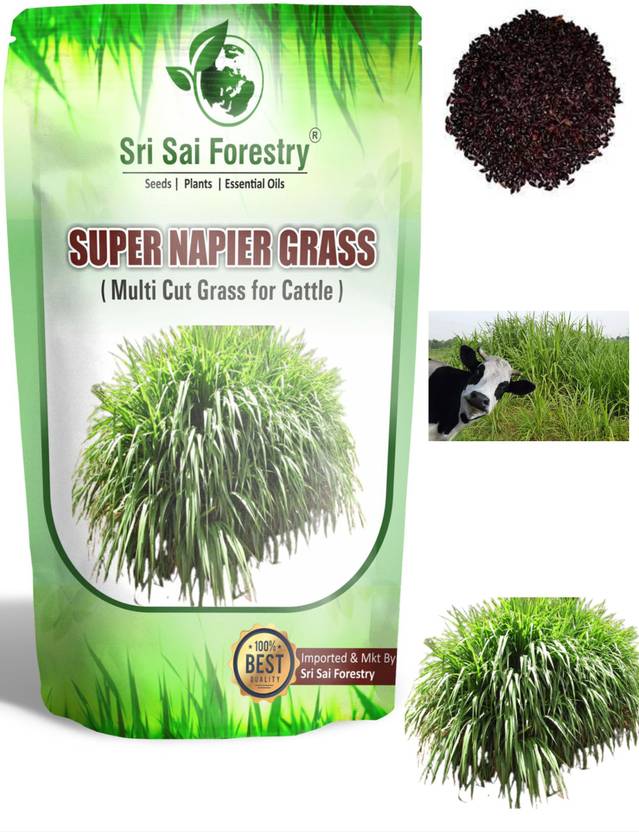 SRI SAI FORESTRY Super Napier Grass Seed Price in India - Buy SRI SAI FORESTRY Super Napier ...