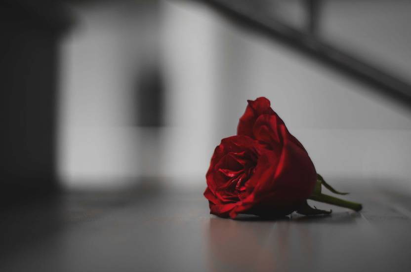 rose poster , gulab phul ka poster, Flower poster Waterproof Vinyl ...