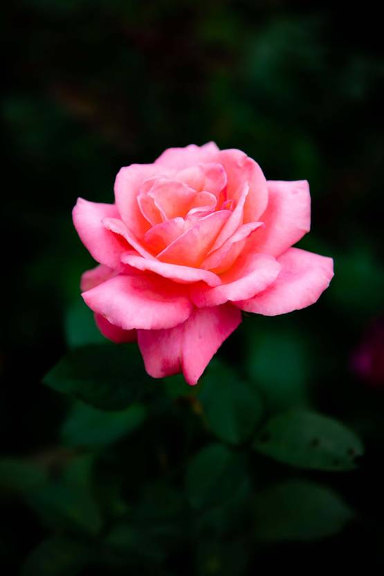 rose poster , gulab phul ka poster, Flower poster Waterproof Vinyl ...