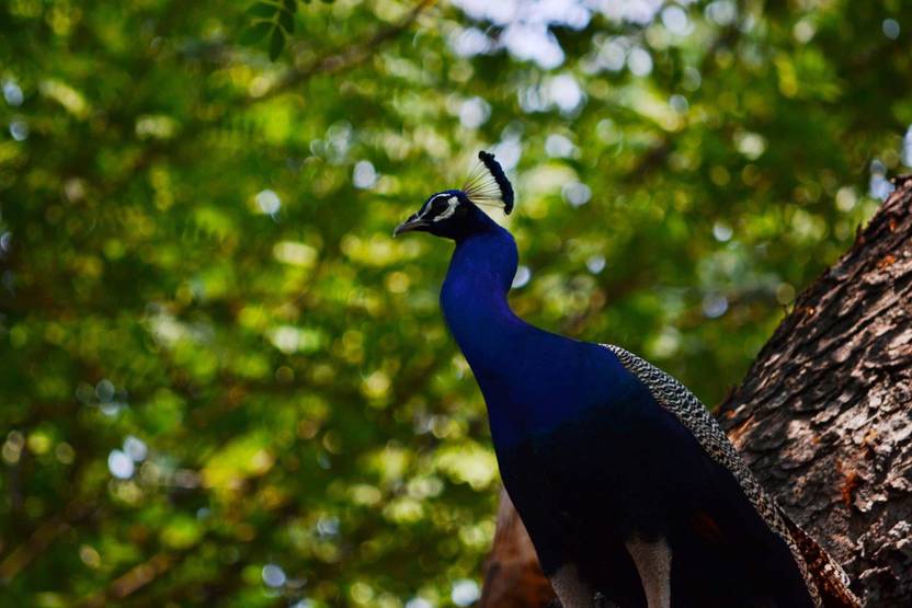 peacock poster , mor poster, birds poster Waterproof Vinyl Sticker ...