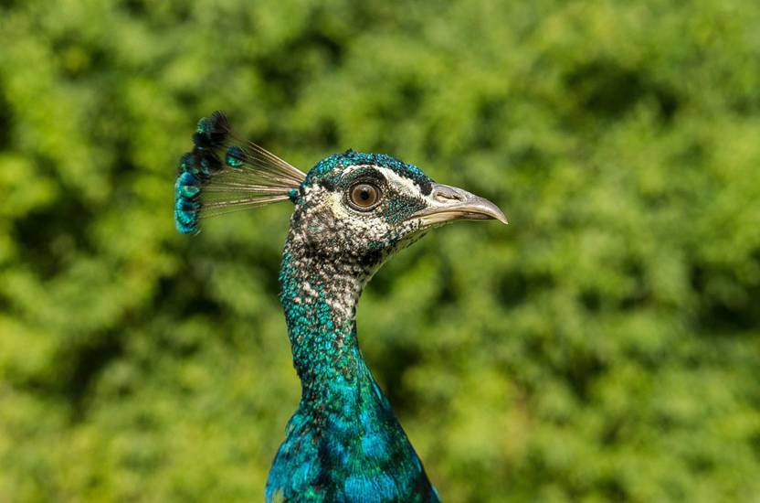 peacock poster , mor poster, birds poster Waterproof Vinyl Sticker ...