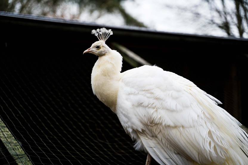peacock poster , mor poster, birds poster Waterproof Vinyl Sticker ...