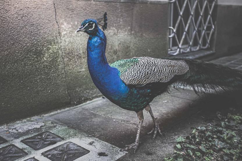 peacock poster , mor poster, birds poster Waterproof Vinyl Sticker ...