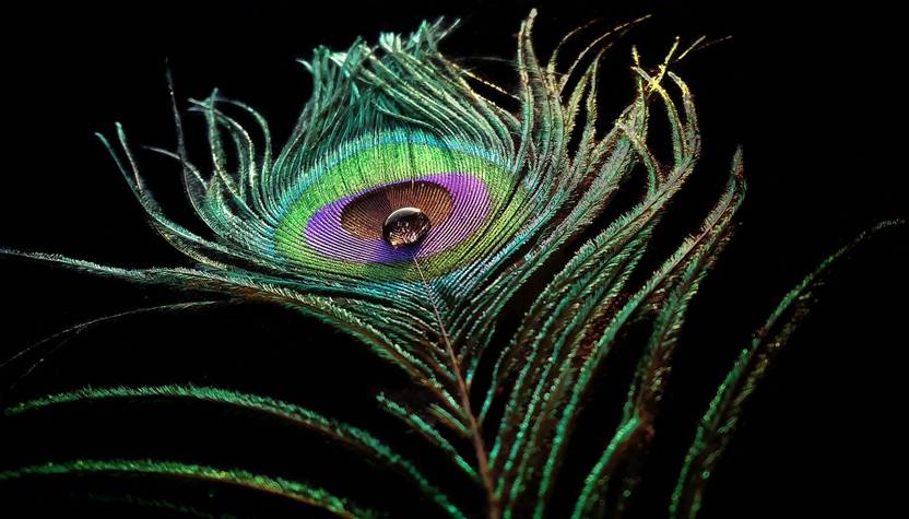 peacock poster , mor poster, birds poster Waterproof Vinyl Sticker ...