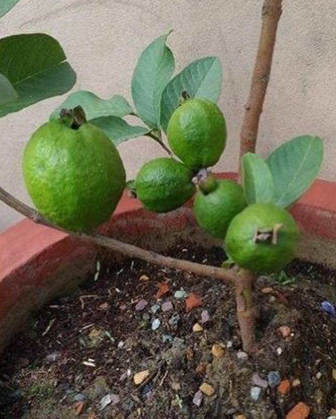 Cloud Farm Guava Plant Price in India - Buy Cloud Farm Guava Plant ...