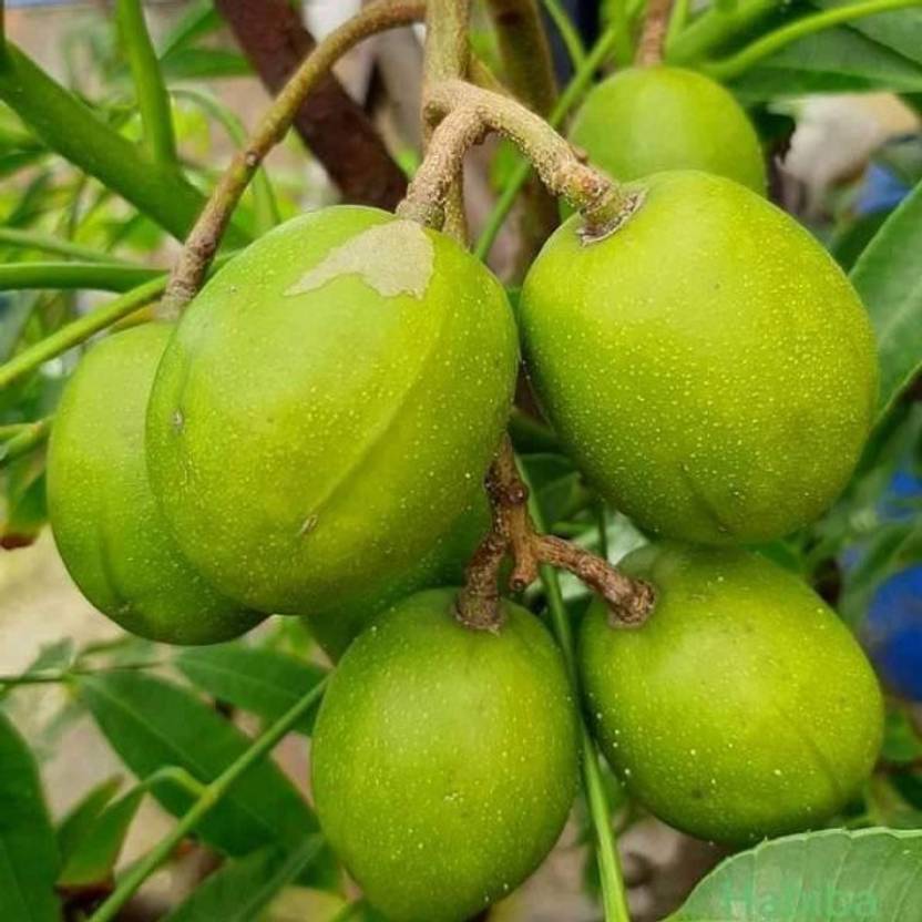 Oxygreenplant Amra Plant Price in India - Buy Oxygreenplant Amra Plant ...