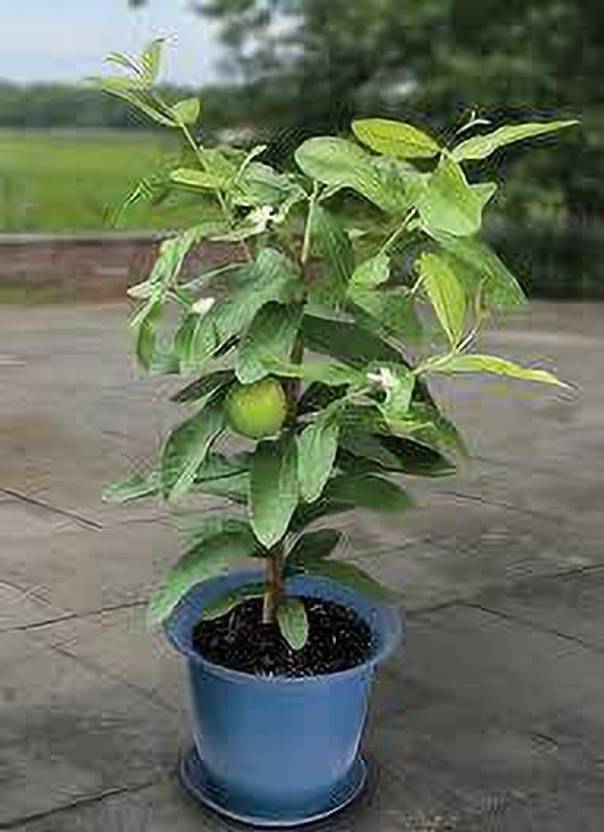 Fulmala Nursery Guava Plant Price in India - Buy Fulmala Nursery Guava ...