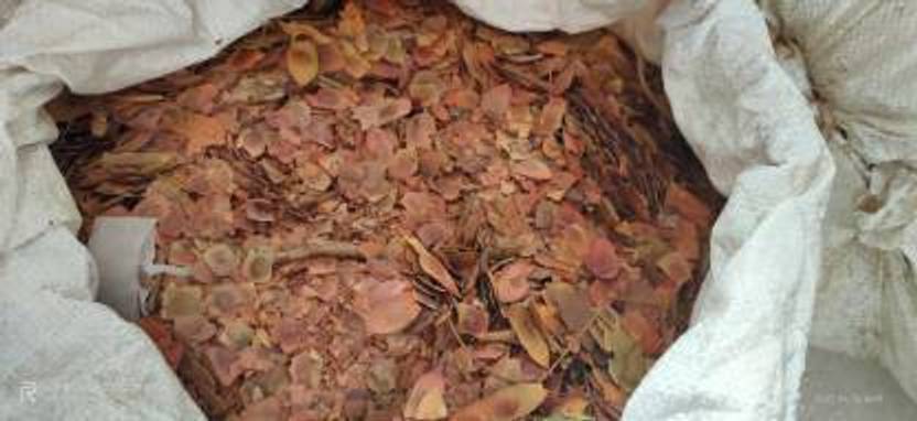 Garden Basket Nepali Sisam/Sheesham/Dalbergia sissoo Pack of 250 Grm ...