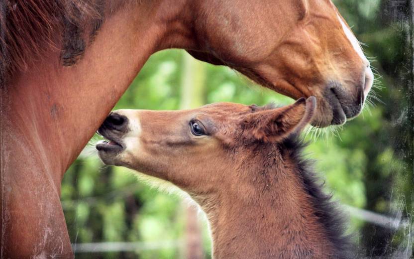 Horse poster & ghoda poster & animals POSTERS Waterproof Vinyl Sticker ...