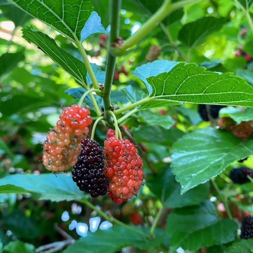 Cloud Farm Shahtoot/Mulberry Plant Price in India - Buy Cloud Farm ...