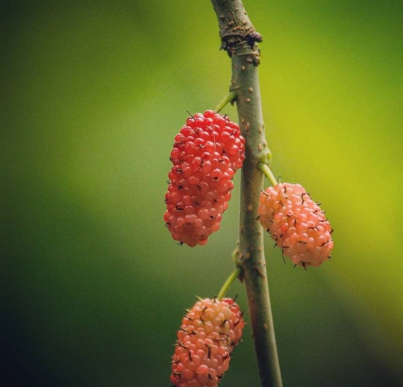 Cloud Farm Shahtoot/Mulberry Plant Price in India - Buy Cloud Farm ...