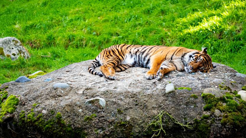 Tiger Poster & Sher poster & Lion POSTERS, bagh, chita, Animals Poster ...