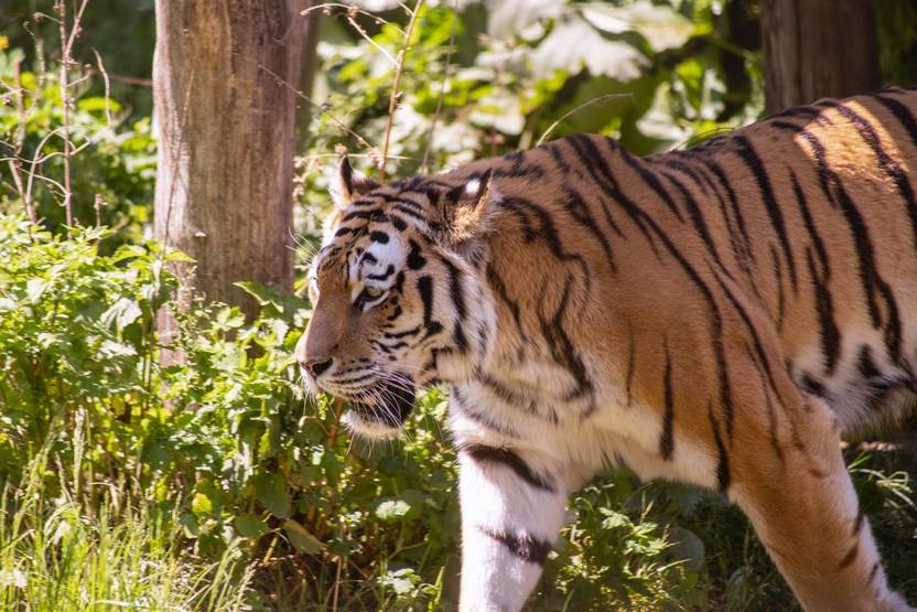 Tiger Poster & Sher poster & Lion POSTERS, bagh, chita, Animals Poster ...